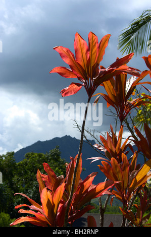 Red Ti plant (Cordyline Fruticosa) and pink impatiens flowers with ...