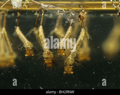 MOSQUITO LARVAE AT WATER SURFACE Stock Photo - Alamy