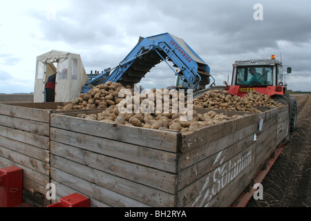 Lifting Potatoes On A Lincolnshire Farm Stock Photo - Alamy