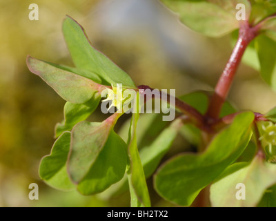 Petty spurge, Radium weed, Cancer weed or Milkweed (Euphorbia peplus ...