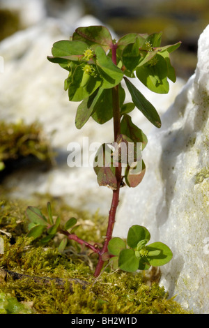 Petty spurge, Radium weed, Cancer weed or Milkweed (Euphorbia peplus ...