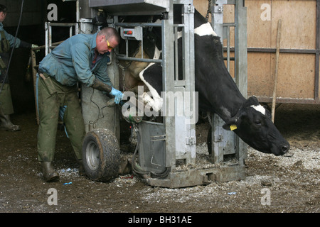 Cattle Foot Trimming Stock Photo - Alamy