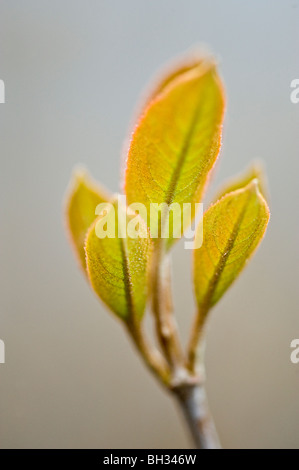 Northern wild raisin (Viburnum casssinoides) Emerging leaves and buds ...