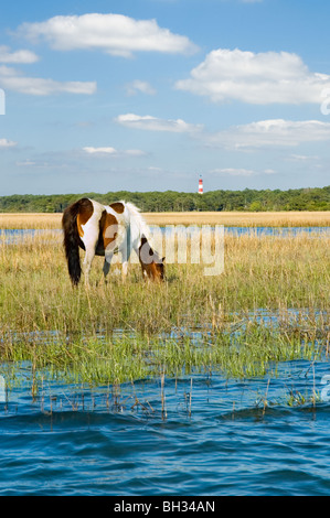 Stock photo of a pony grazing on garss Stock Photo - Alamy