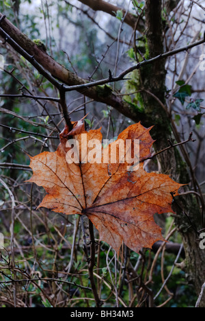 NORWAY MAPLE TREE IN WINTER (ACER PLATANOIDES) [FOUR SEASON SERIES ...