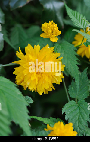 Japanese rose (Kerria japonica 'Pleniflora' Stock Photo - Alamy