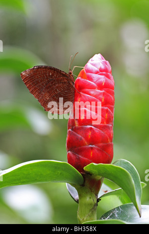 Common Palmfly, Nymphalidae; Elymnias hypermnestra, adult hatching out ...