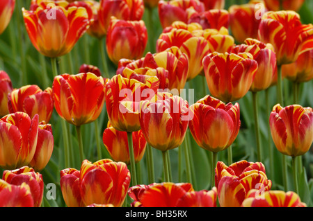 Orange Darwin Hybrid tulips (Tulipa) Fascination bloom in a garden in ...