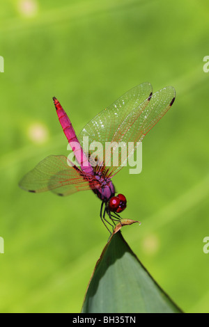 Dawn Dropwing (Trithemis aurora) dragonfly in defensive posture ...