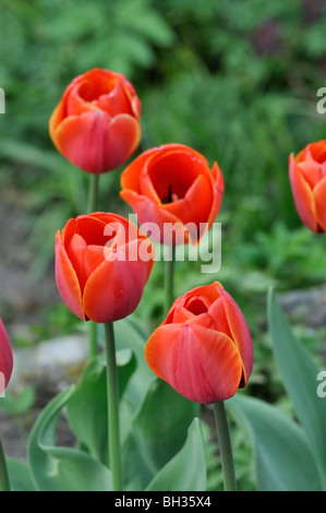Red Single Late tulips (Tulipa) Sky High Scarlet bloom in a garden in ...