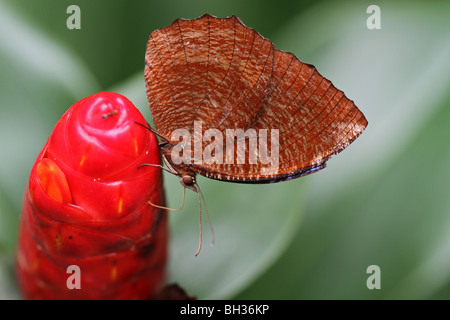 Tropical butterfly Common Palmfly, Elymnias hypermnestra Stock Photo ...