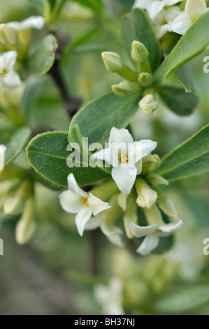 Alpine daphne (Daphne alpina Stock Photo - Alamy