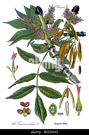 Fraxinus excelsior, ash, European ash, common ash, olive family ...