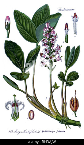 Bog bean (Menyanthes trifoliata) in flower, illustration Stock Photo ...