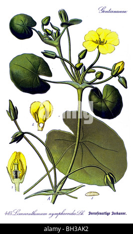 Fringed water-lily, Yellow floating-heart, Water fringe (Nymphoides ...