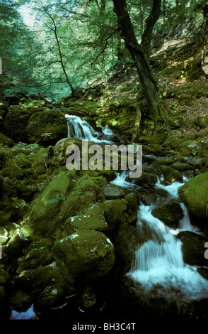Dendles Wood, National Nature Reserve Devon Stock Photo - Alamy