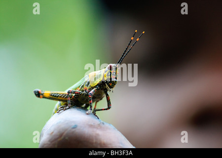 Africa Crickets Insect Kouma Konda Togo Stock Photo - Alamy