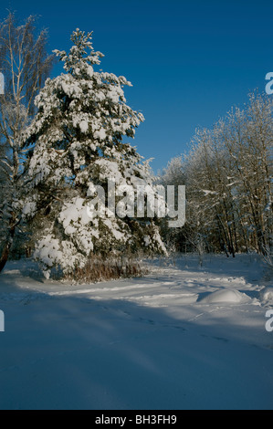 Fresh snow bank, snow covered pine trees and a bright blue sky Stock ...