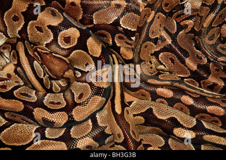 Africa Benin Ouidah Python Temple Seth Lazar Men Stock Photo: 27738011 ...