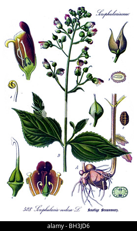 figwort, woodland figwort, and common figwort, Scrophularia nodosa ...