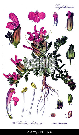 Common Lousewort, Pedicularis sylvatica Stock Photo - Alamy