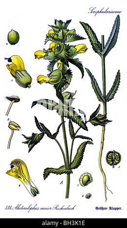 The Greater Yellow Rattle Stock Photo - Alamy