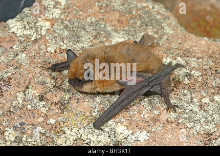 Western Small-Footed Myotis Stock Photo - Alamy