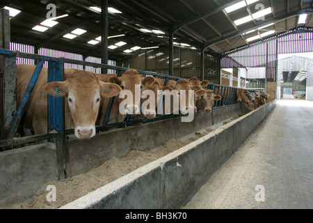 Beef Cattle Feeding On Barley Stock Photo - Alamy