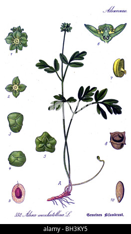 Adoxa moschatellina, moschatel, five-faced bishop, hollowroot, muskroot ...