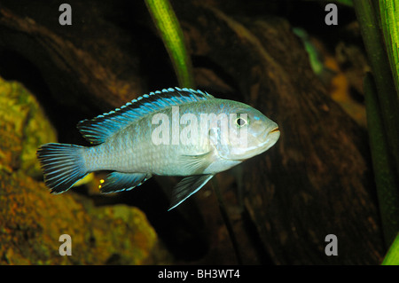 Powder Blue Cichlid (Pseudotropheus socolofi), native to the East ...