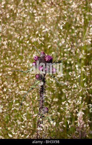 Marsh Thistle (Cirsium palustre Stock Photo - Alamy