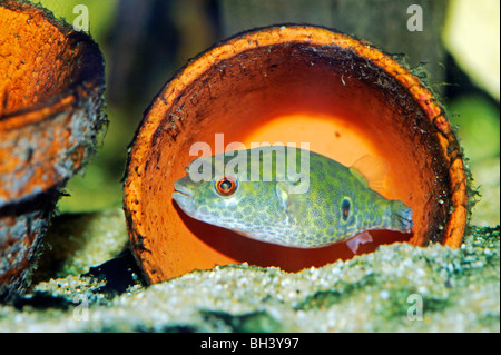 Fang's Puffer (Tetraodon cochinchinensis), Fangs Puffer Stock Photo - Alamy
