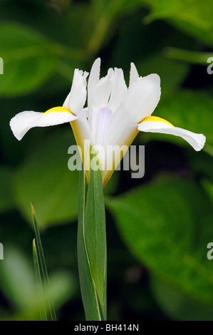 Iris magnifica 'Alba' White Juno Iris – white flowers with yellow ...