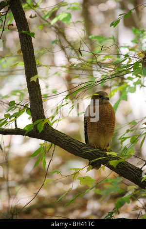 Red-Tailed Hawk sitting in a tree Stock Photo - Alamy