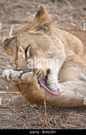 Female African Lion grooming and resting Stock Photo - Alamy