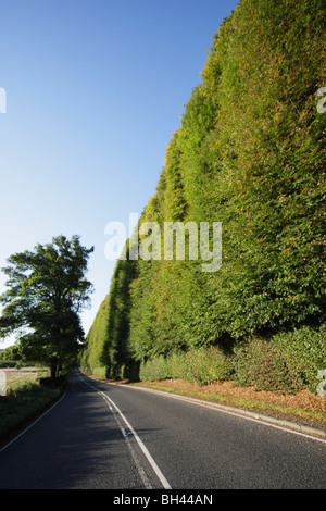 The Meikleour Beech Hedge (Fagus sylvatica), the tallest and longest ...
