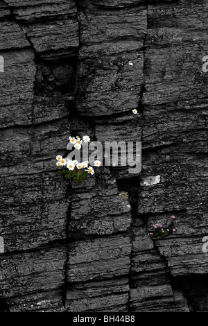 Scentless Mayweed (Matricaria perforata) growing in meadow on an ...