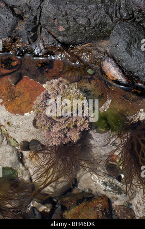 Coral weed, Corallina officinalis Stock Photo - Alamy