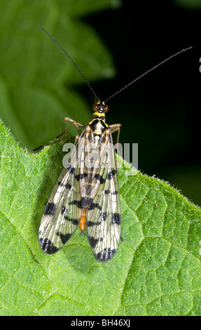 Scorpion fly. Female scorpion fly (Panorpa communis) on a leaf. This ...