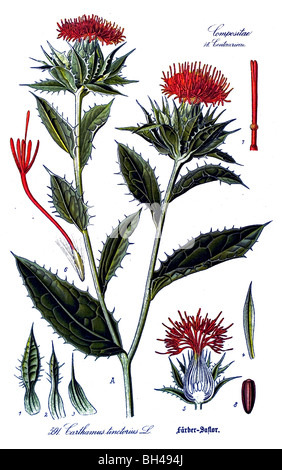 Safflower Carthamus tinctorius, (botany book, 1909), Färberdistel ...