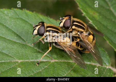 insect close up,Norfolk,Hover Fly Stock Photo - Alamy