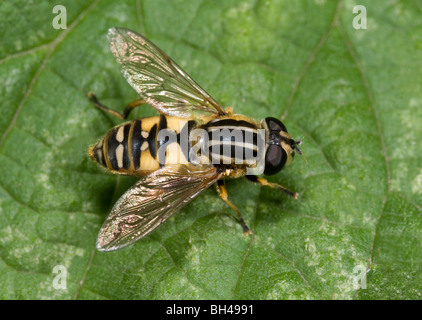Hoverflies (Helophilus hybridus). Close up of a mating pair on a leaf ...