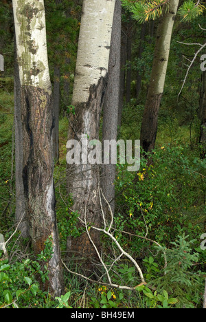 An Elk rubbing its antlers on a pine tree in Colorado Stock Photo - Alamy