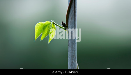 Runner Bean Leaf Stock Photo - Alamy