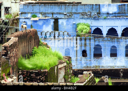 Blue Bundi India Langur Monkey Primates Rajasthan Stock Photo - Alamy