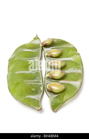 Indian bean Common name: Lablab Bean, Hyacinth bean, Bonavista bean ...