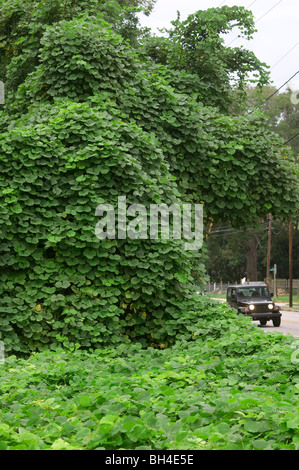 kudzu vines cover landscape in High Springs Florida Stock Photo - Alamy