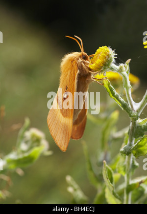 Oak Eggar (Lasiocampa quercus) moths mating Stock Photo - Alamy