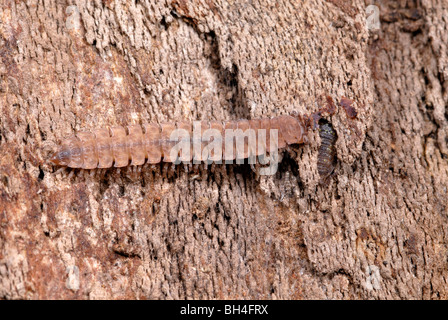 Flat Backed Millipede, Polydesmus angustus, on earth and leaf litter ...