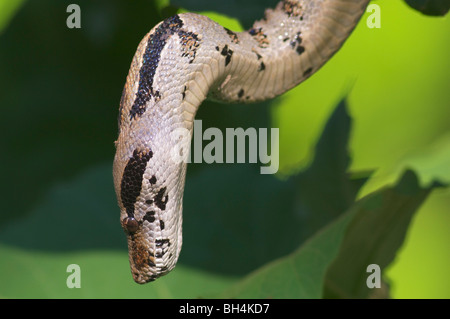 Common boa (Boa constrictor), close-up of eye Stock Photo - Alamy
